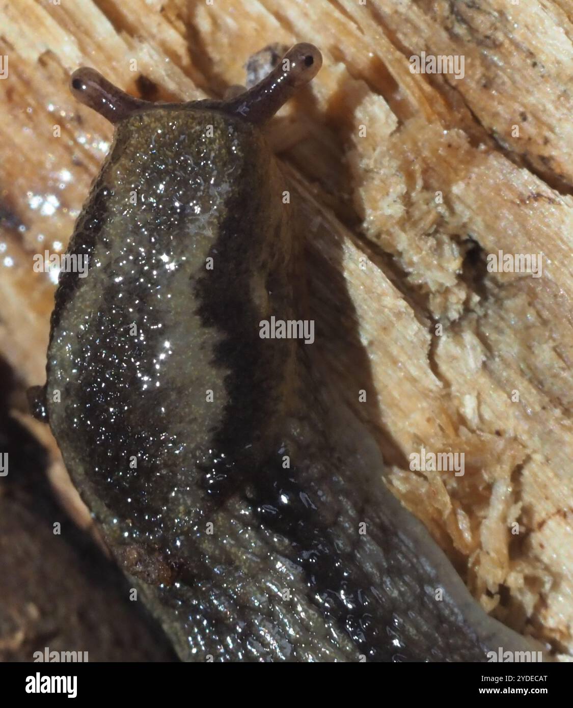 hortensis-group Arion Slugs (Kobeltia Stock Photo - Alamy