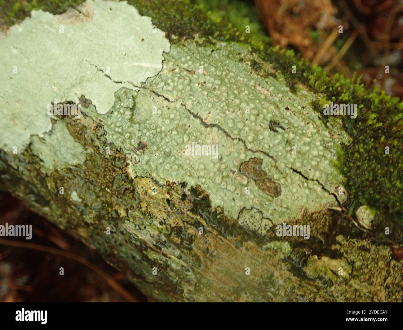 Spotted Wart Lichen (Pertusaria paratuberculifera Stock Photo - Alamy