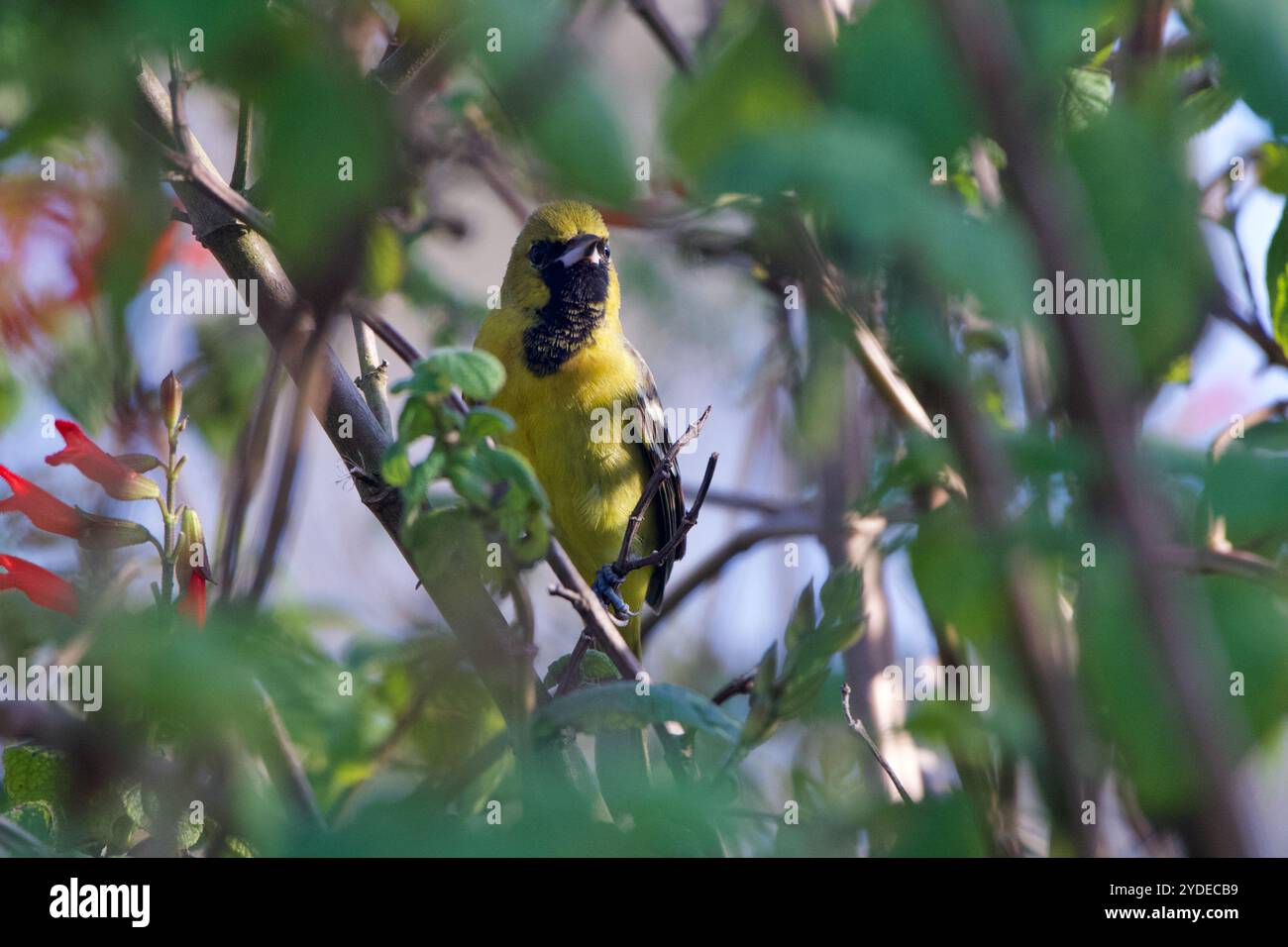 Orchard Oriole (Icterus spurius Stock Photo - Alamy