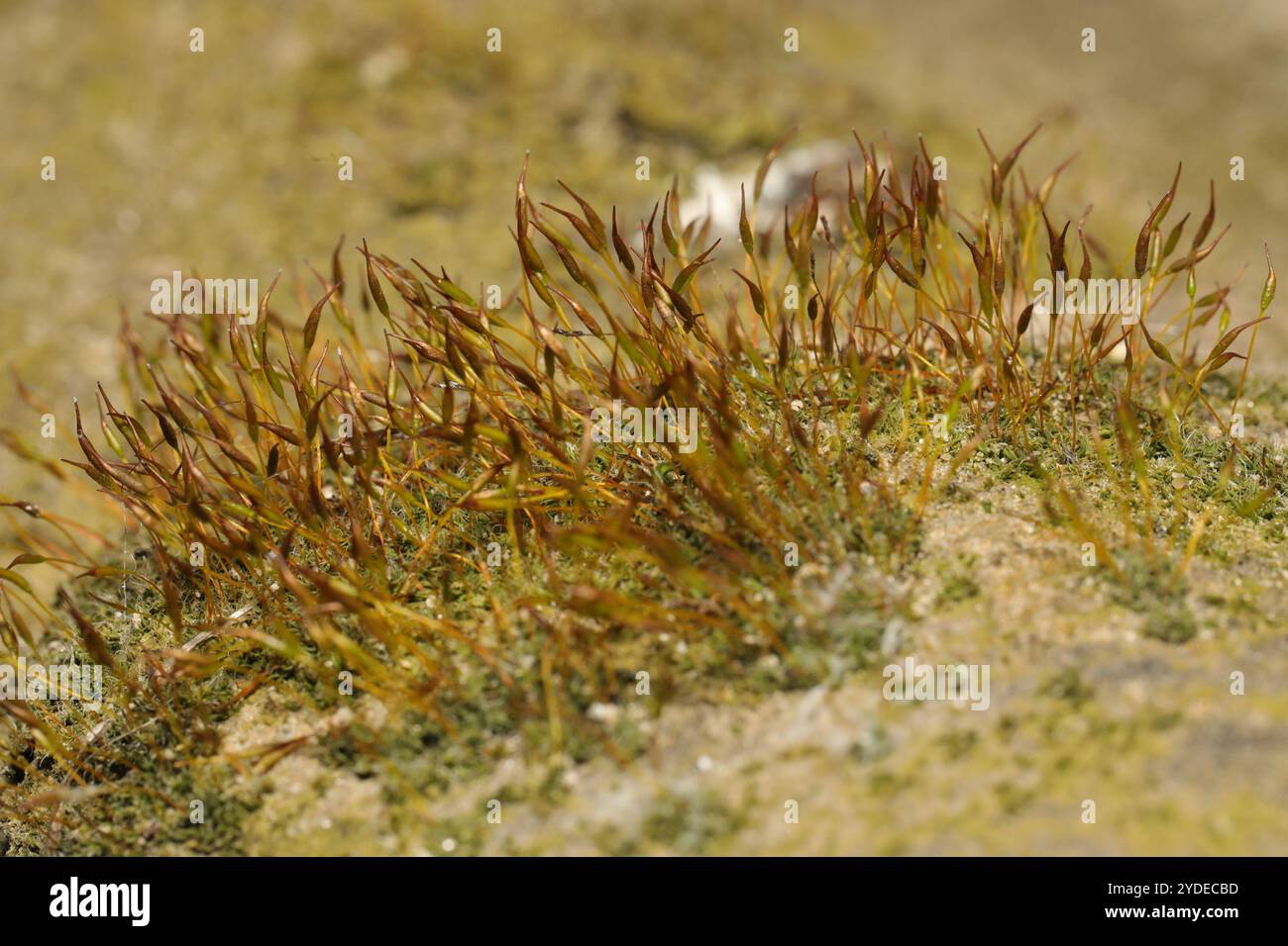 Common wall-screw moss (Tortula muralis muralis Stock Photo - Alamy