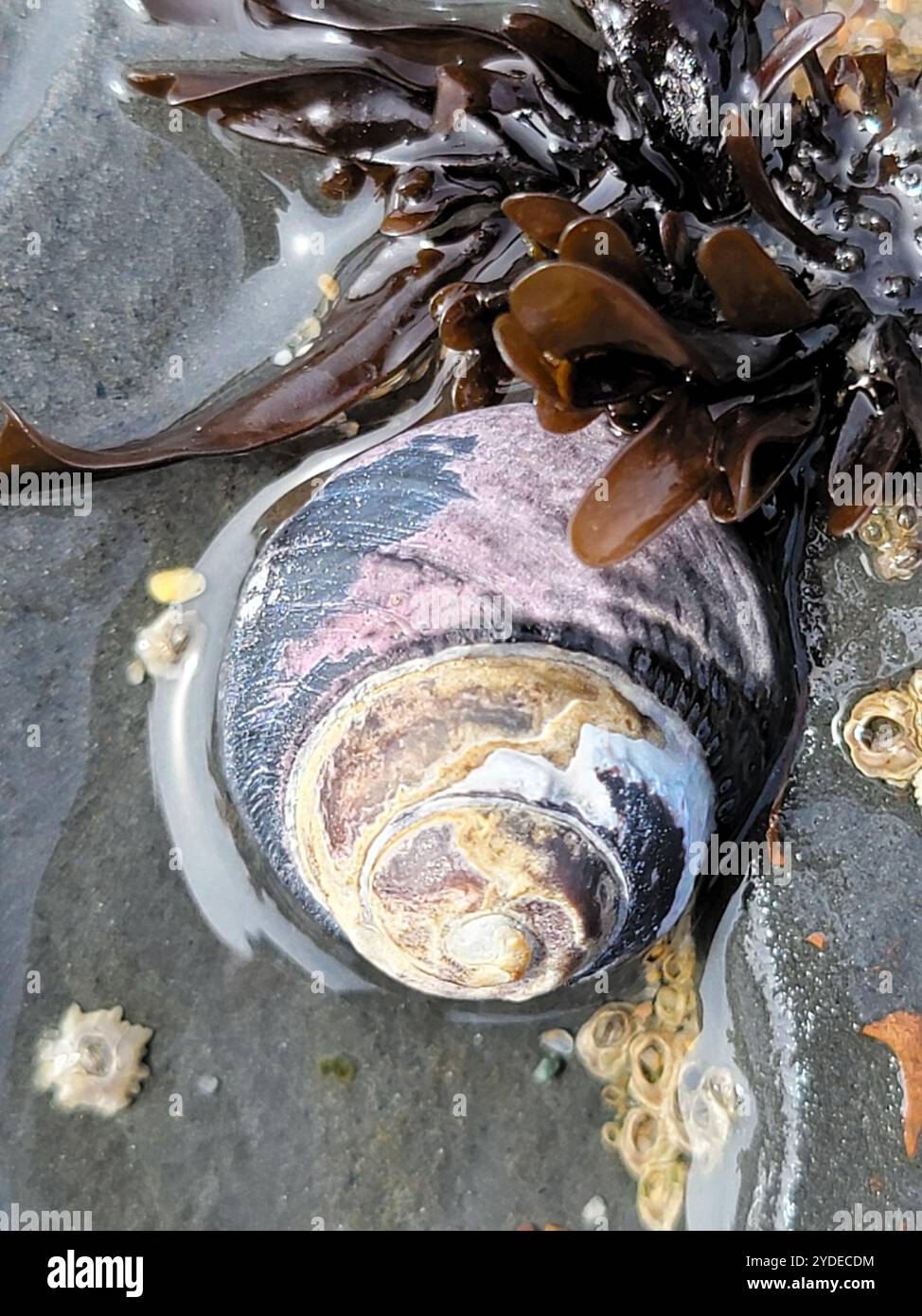 Black Tegula (Tegula funebralis Stock Photo - Alamy