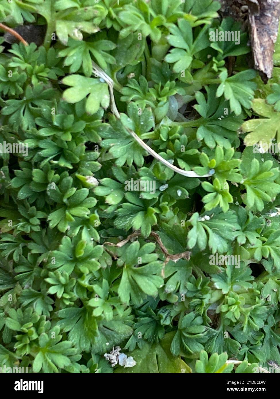 Slender parsley-piert (Alchemilla australis Stock Photo - Alamy