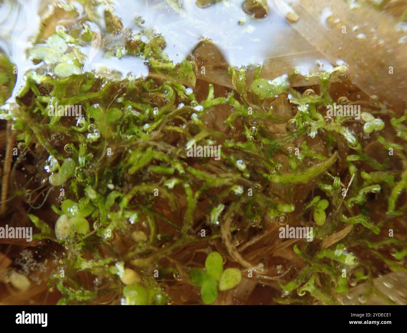 Floating Crystalwort (Riccia fluitans Stock Photo - Alamy