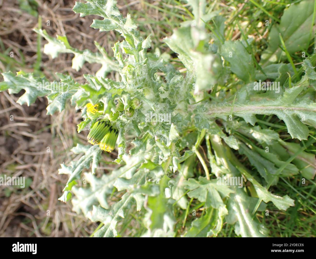 common groundsel (Senecio vulgaris Stock Photo - Alamy