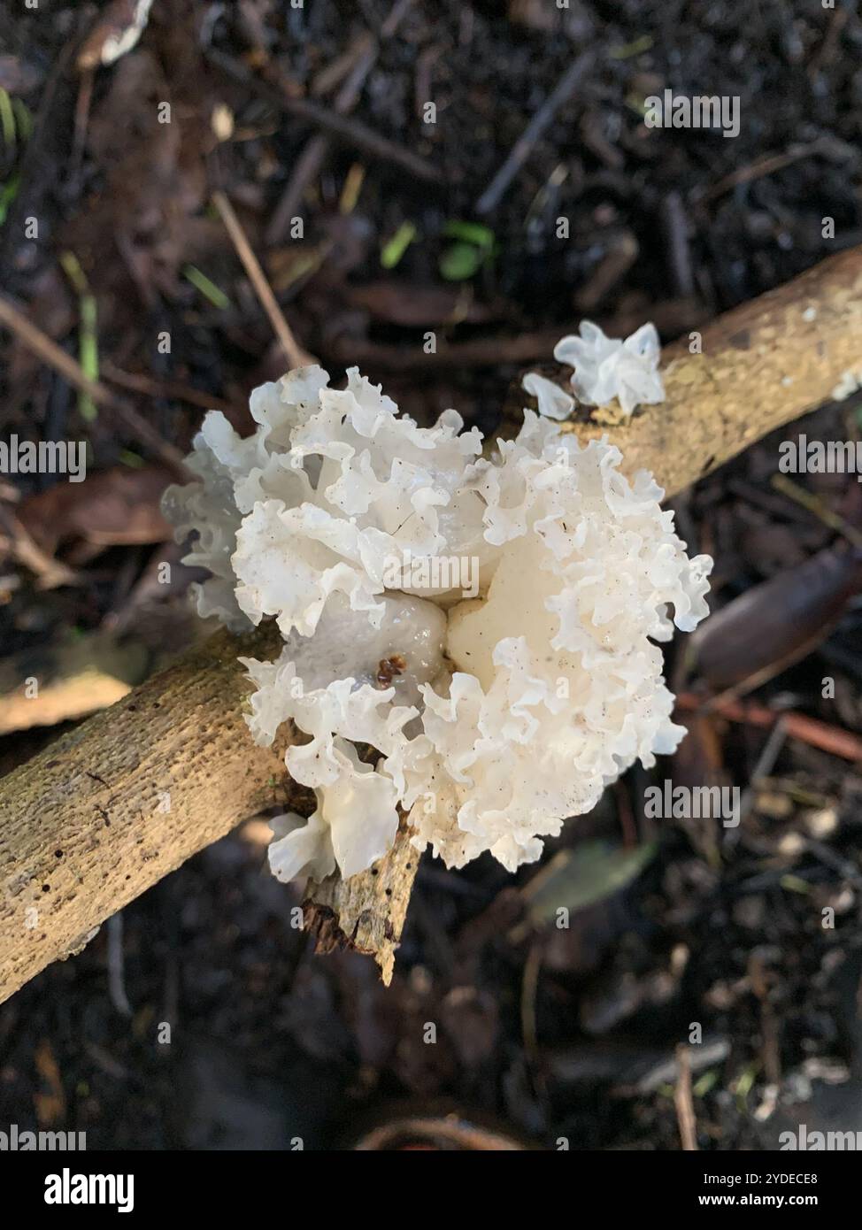 snow fungus (Tremella fuciformis Stock Photo - Alamy