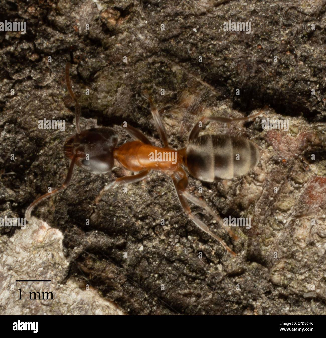 Western Velvety Tree Ant (Liometopum occidentale Stock Photo - Alamy