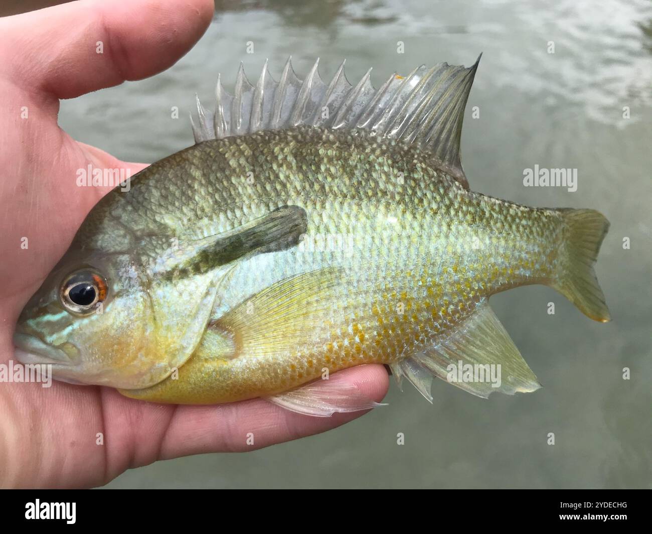 Redbreast Sunfish (Lepomis auritus Stock Photo - Alamy