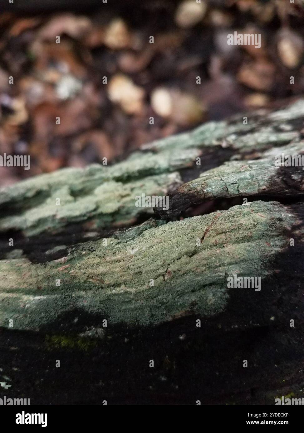 Fluffy Dust Lichen (Lepraria finkii Stock Photo - Alamy