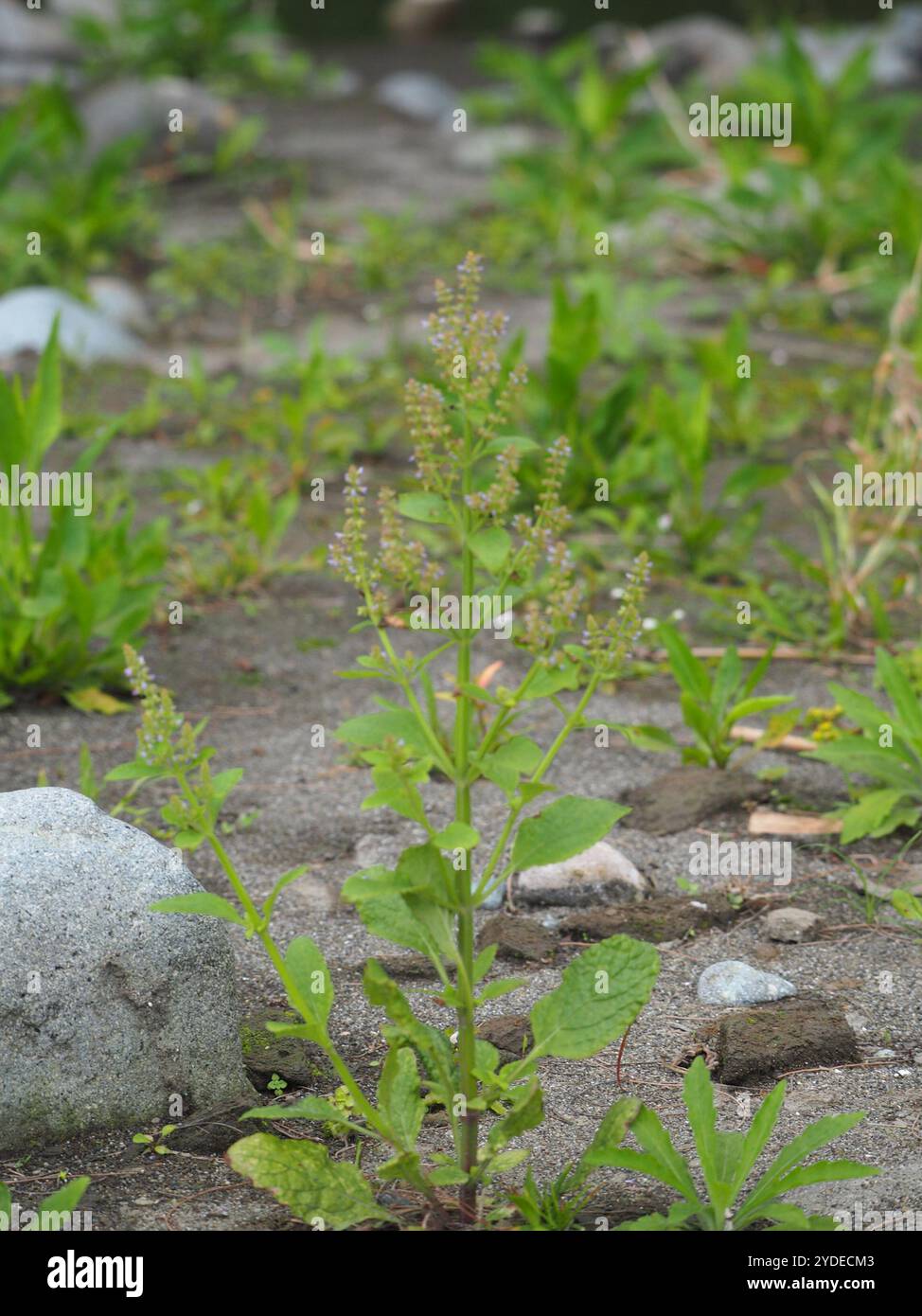 plebeian sage (Salvia plebeia Stock Photo - Alamy