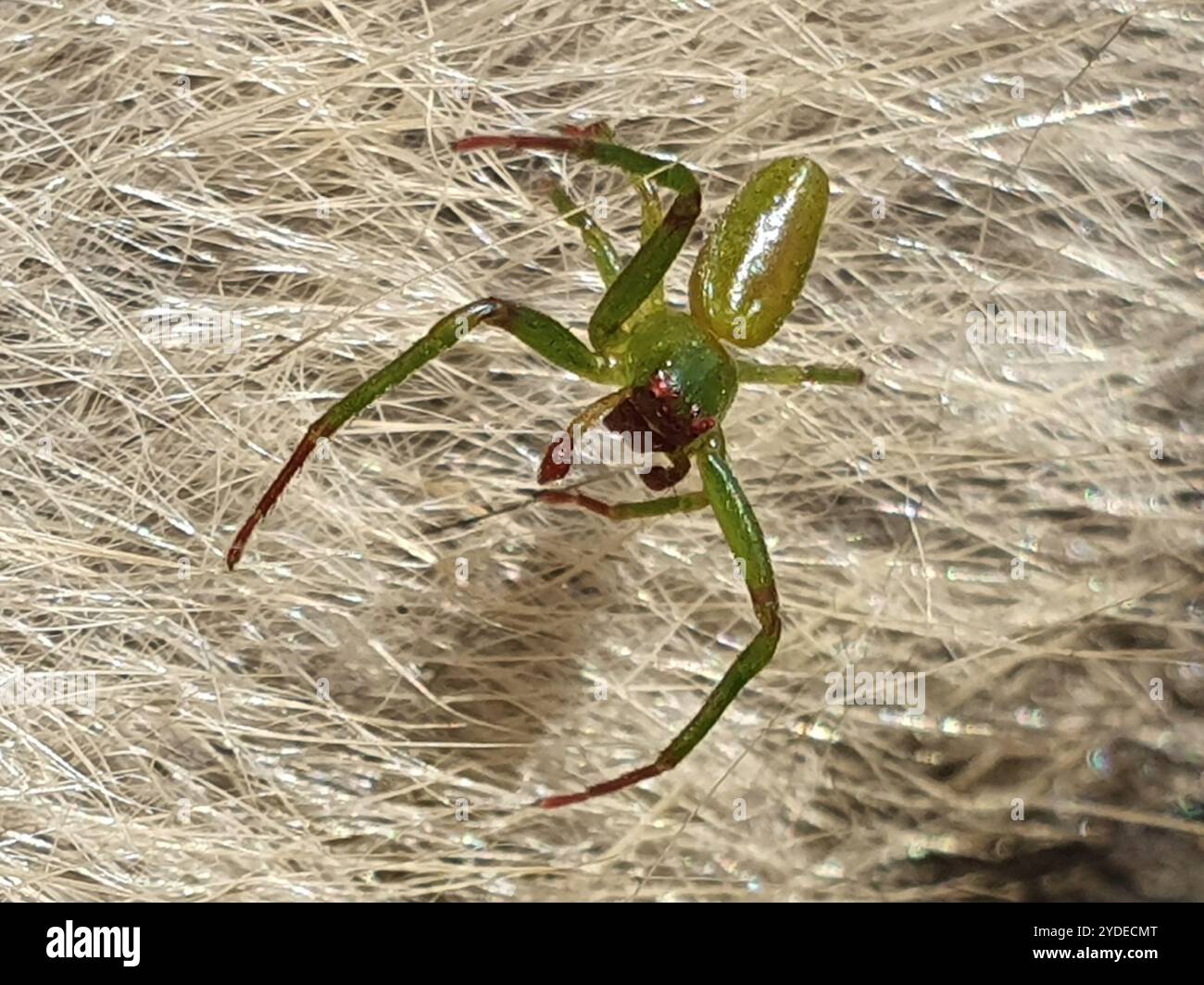 Flower Spiders (Diaea Stock Photo - Alamy