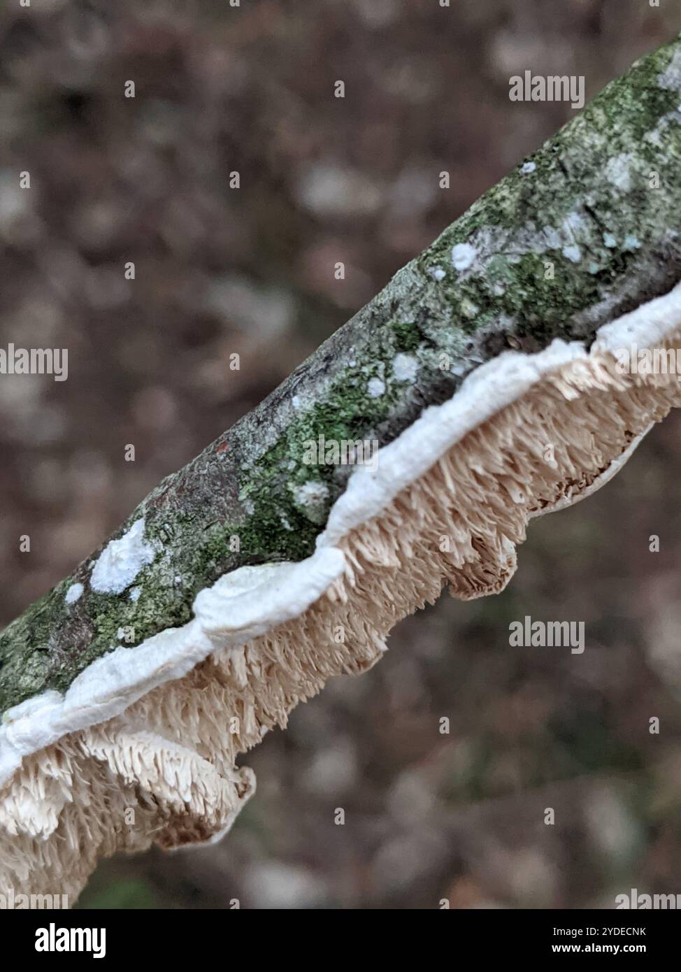 Milk-white Toothed Polypore (Irpex lacteus Stock Photo - Alamy