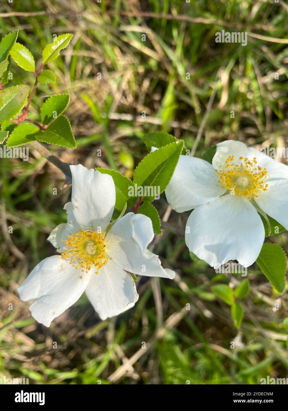 Cherokee rose (Rosa laevigata Stock Photo - Alamy