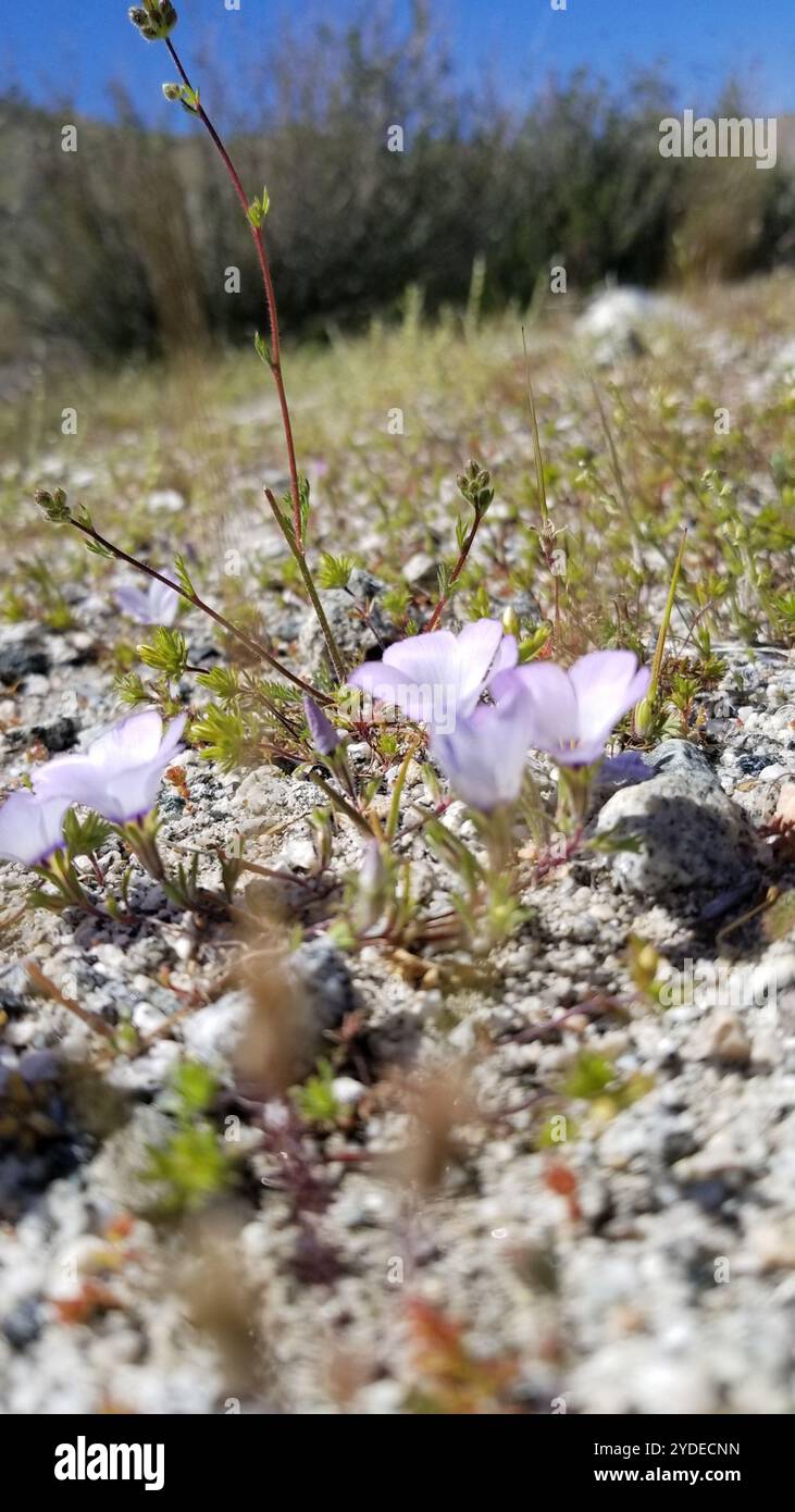fringed linanthus (Linanthus dianthiflorus Stock Photo - Alamy