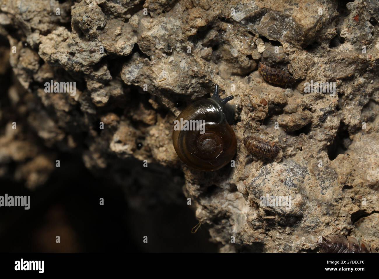Typical Glass Snails (Oxychilus Stock Photo - Alamy