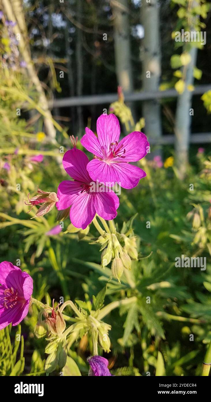 sticky geranium (Geranium viscosissimum Stock Photo - Alamy