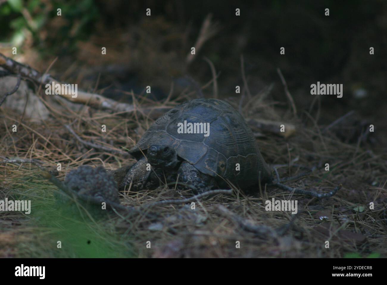 Greek Tortoise (Testudo graeca Stock Photo - Alamy