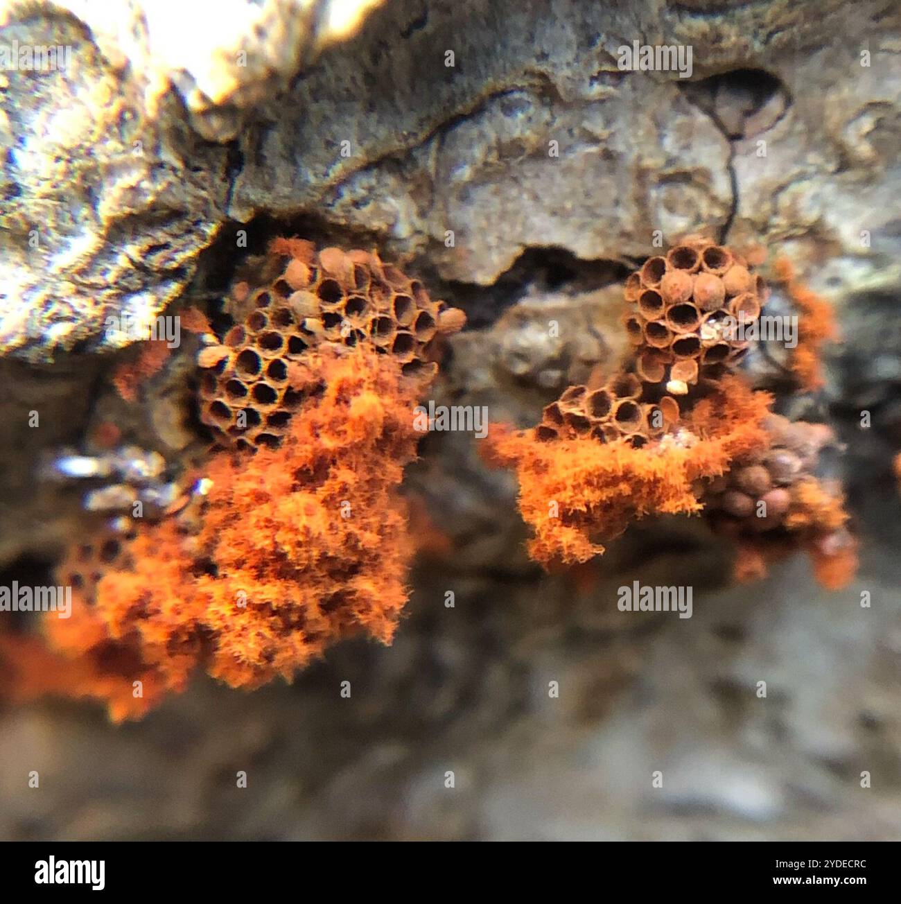 Wasp's Nest Slime Mold (Metatrichia vesparia Stock Photo - Alamy