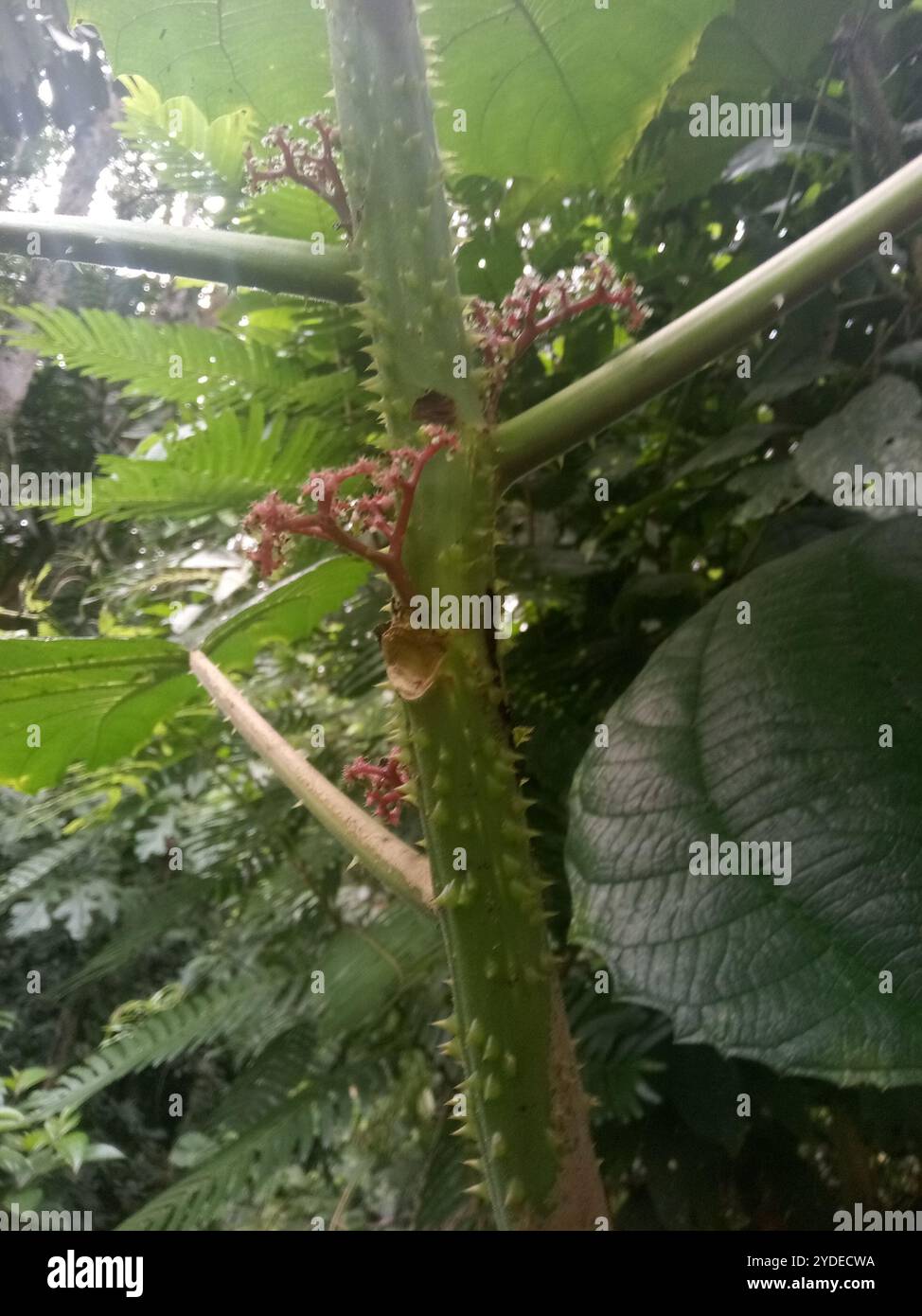 Scratchbush (Urera baccifera Stock Photo - Alamy