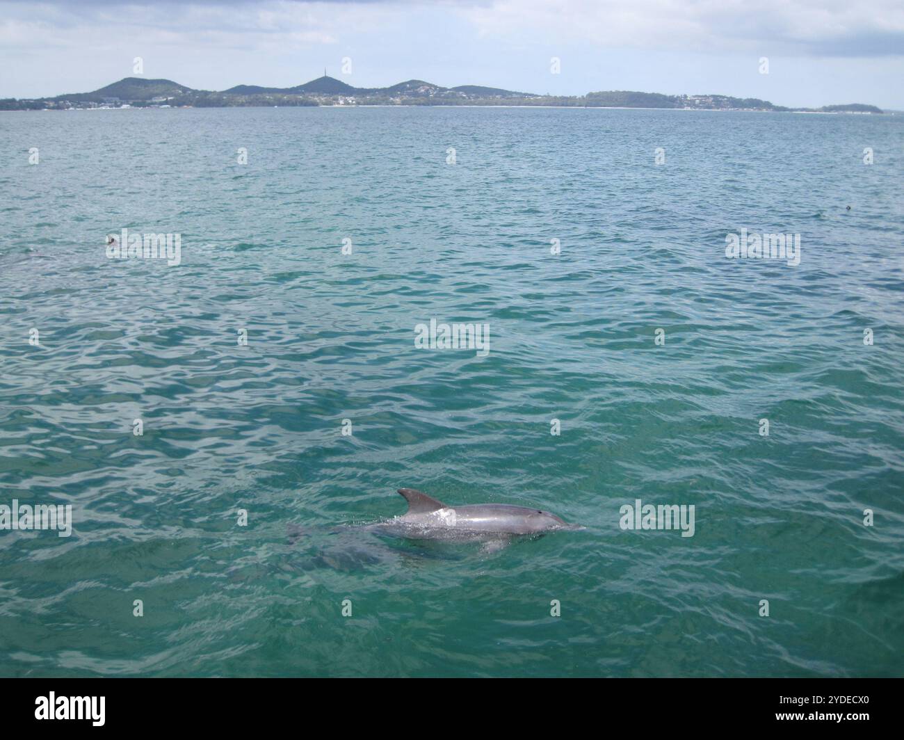 Indo-Pacific Bottlenose Dolphin (Tursiops aduncus Stock Photo - Alamy