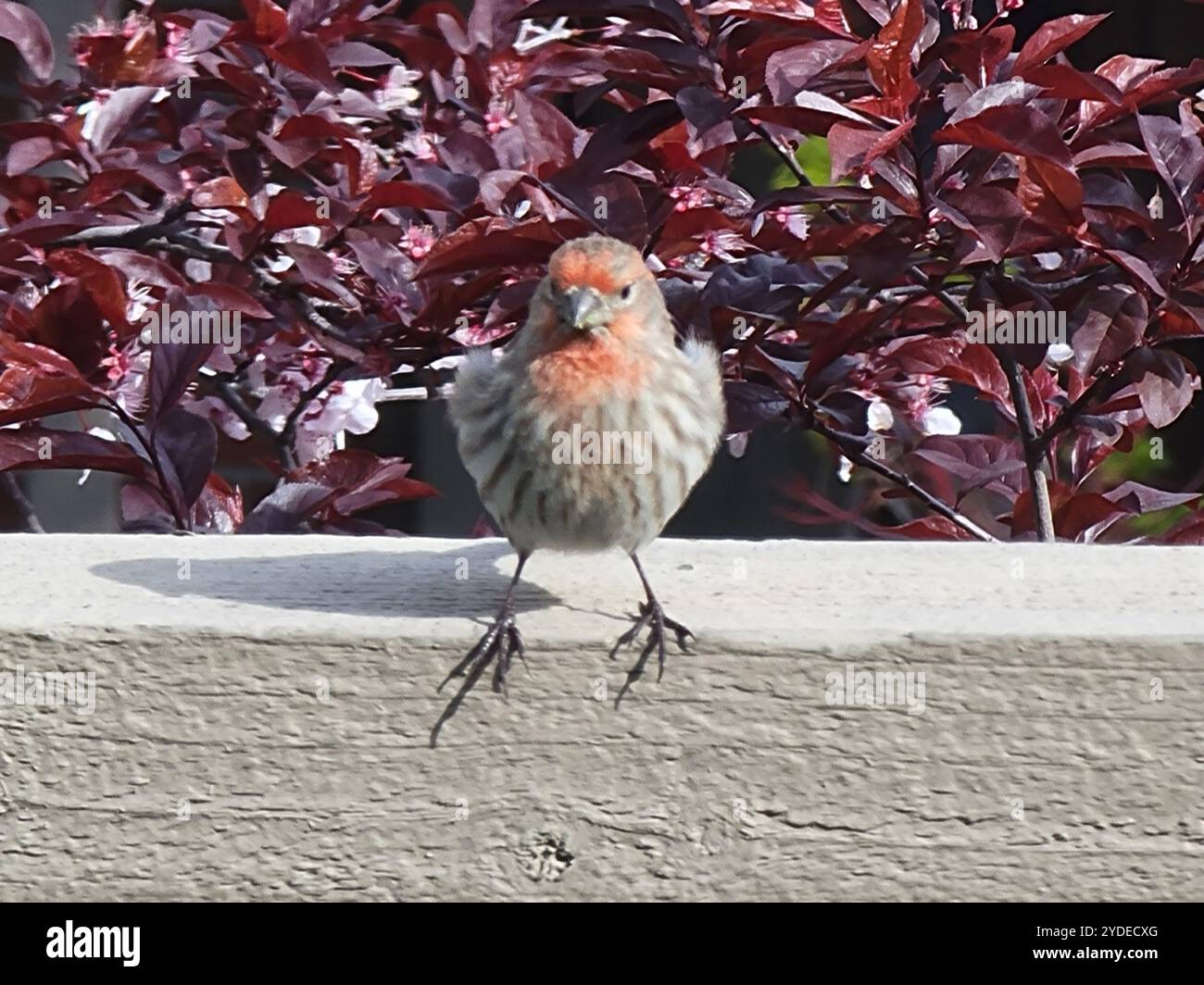 House Finch (Haemorhous mexicanus Stock Photo - Alamy