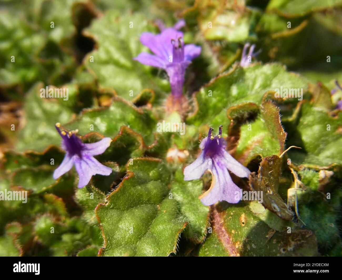 Ajuga decumbens hi-res stock photography and images - Alamy