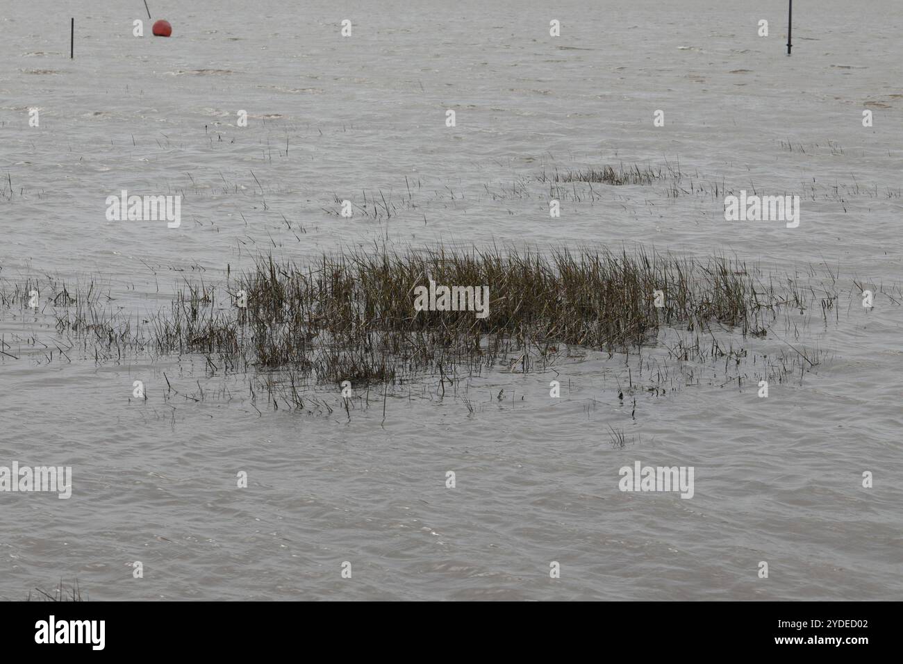 common cordgrass (Sporobolus anglicus Stock Photo - Alamy