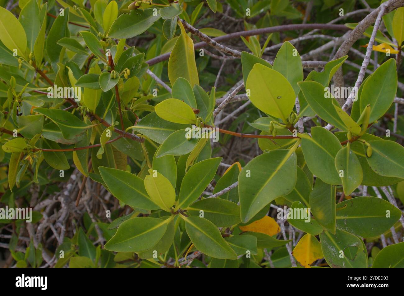 red mangrove (Rhizophora mangle Stock Photo - Alamy