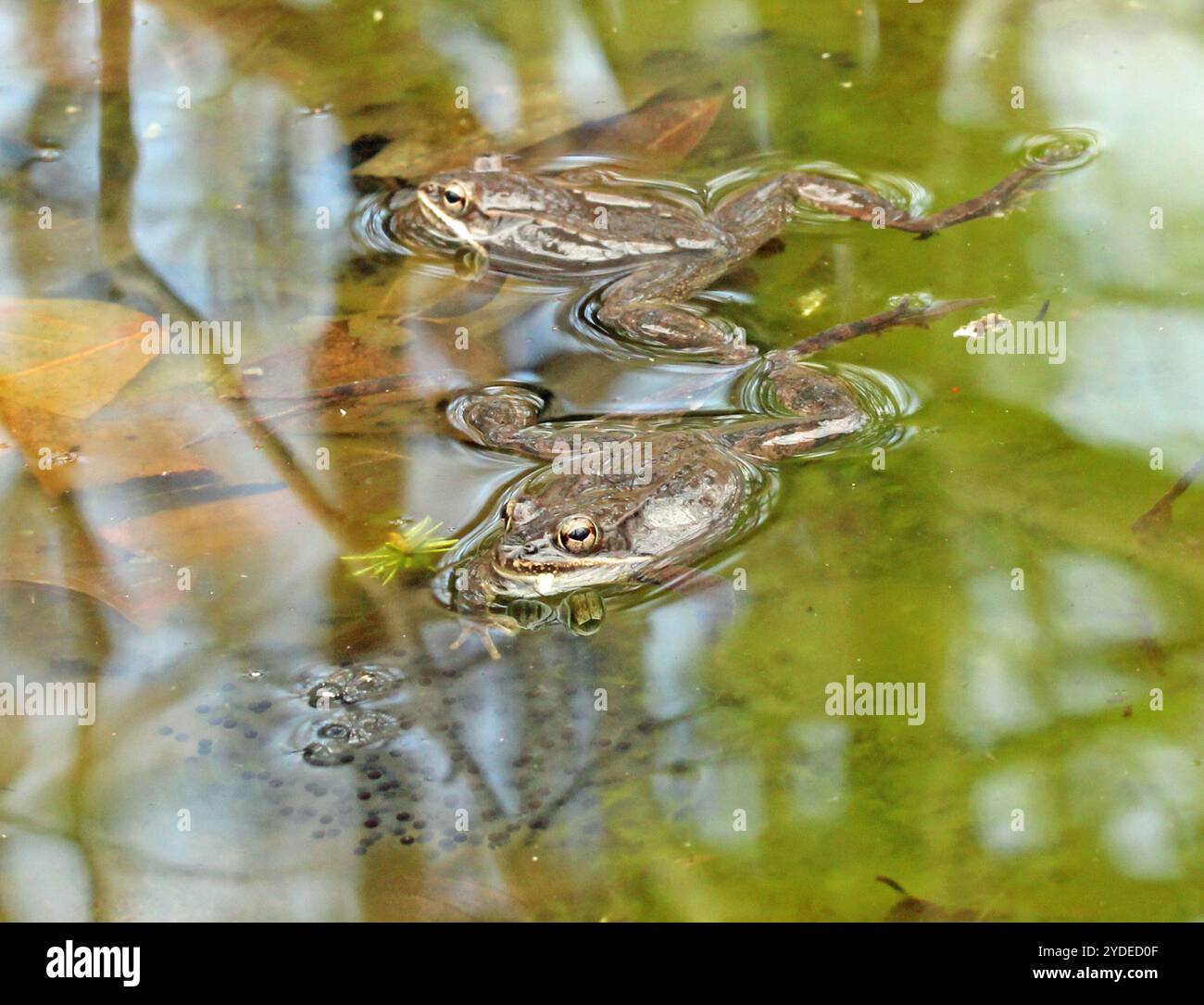 Wood Frog (Lithobates sylvaticus Stock Photo - Alamy