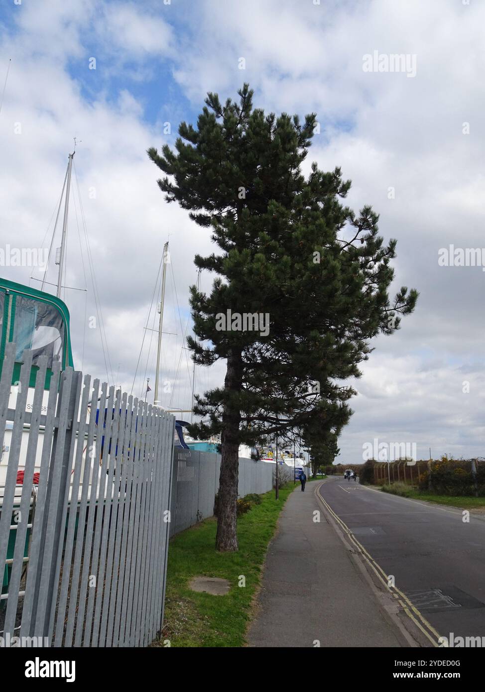 maritime pine (Pinus pinaster Stock Photo - Alamy