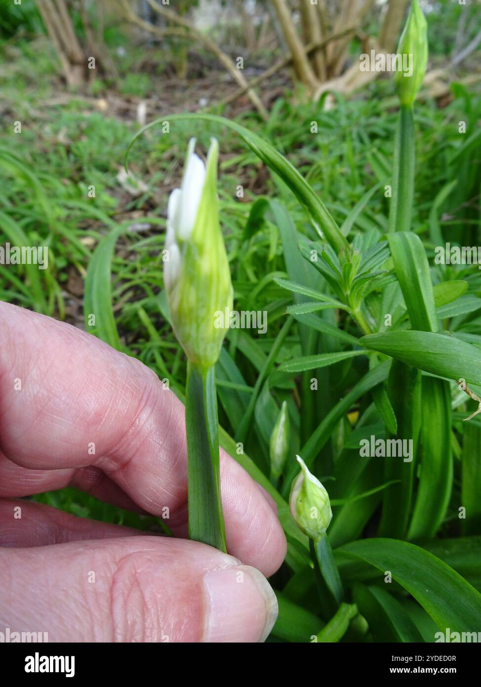 Three-cornered garlic (Allium triquetrum Stock Photo - Alamy