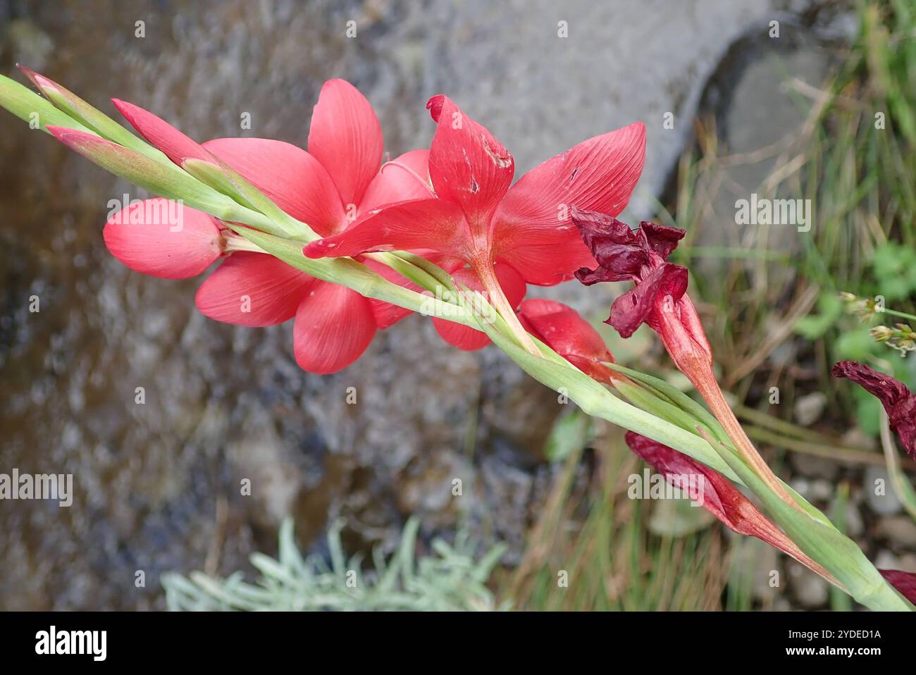 Scarlet River Lily (Hesperantha coccinea Stock Photo - Alamy