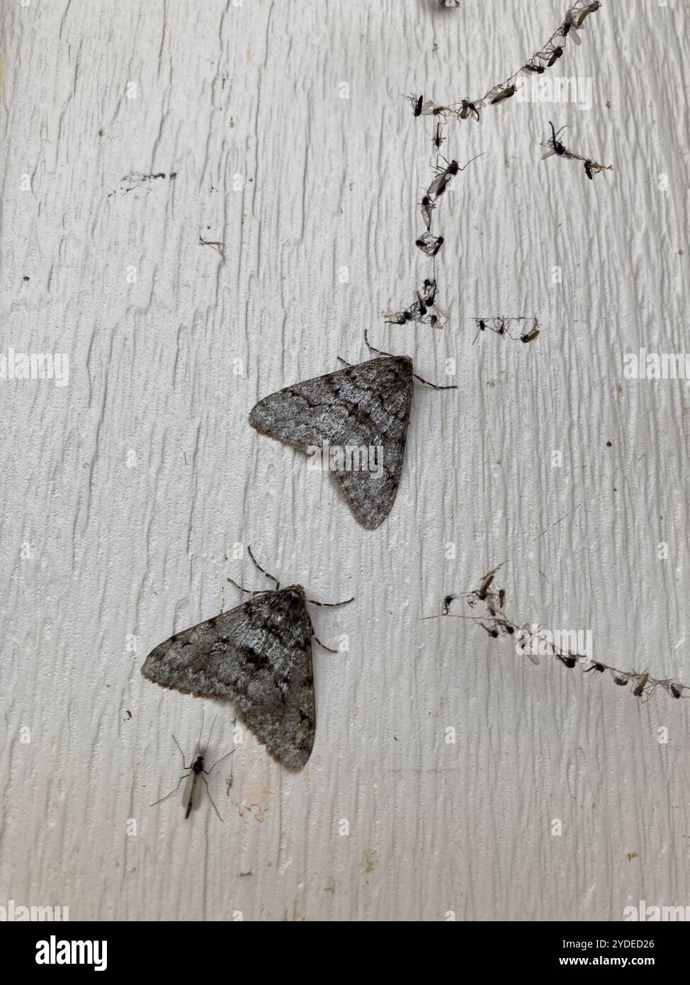 Small Phigalia Moth (Phigalia strigataria Stock Photo - Alamy