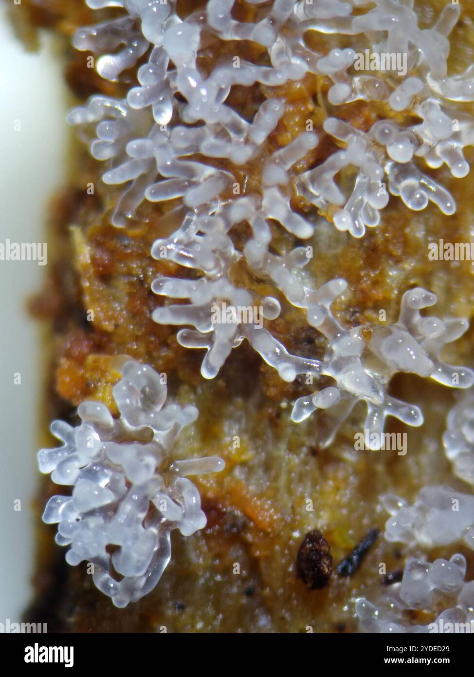 Honeycomb Coral Slime Mold (Ceratiomyxa fruticulosa Stock Photo - Alamy