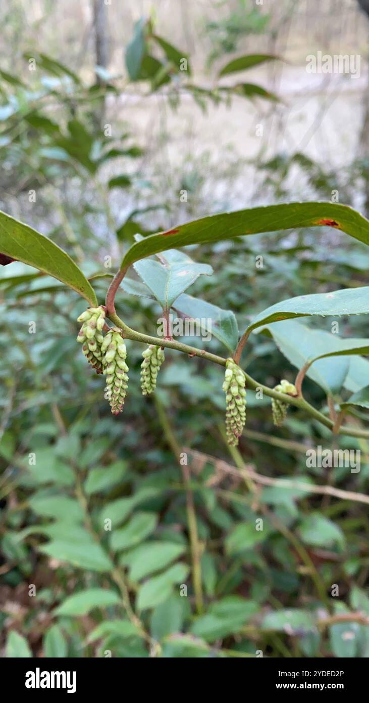 Leucothoe fontanesiana hi-res stock photography and images - Alamy