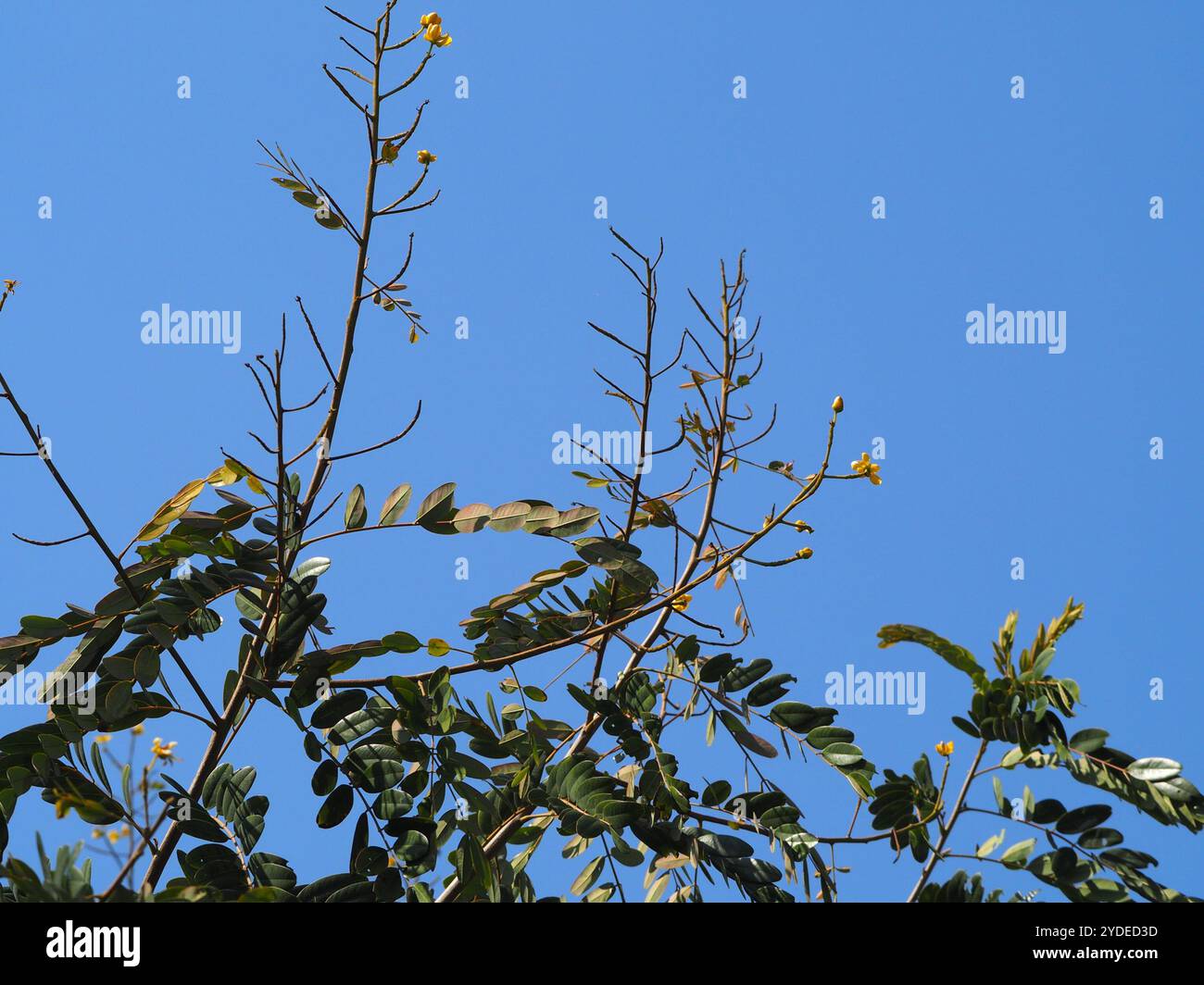 Kassod Tree (Senna siamea Stock Photo - Alamy