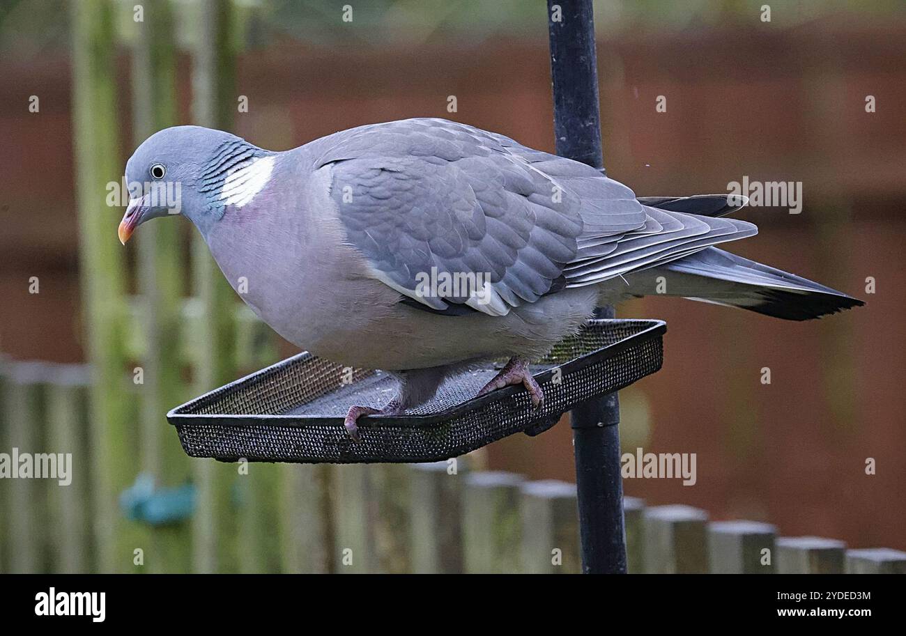 Common Wood-Pigeon (Columba palumbus Stock Photo - Alamy