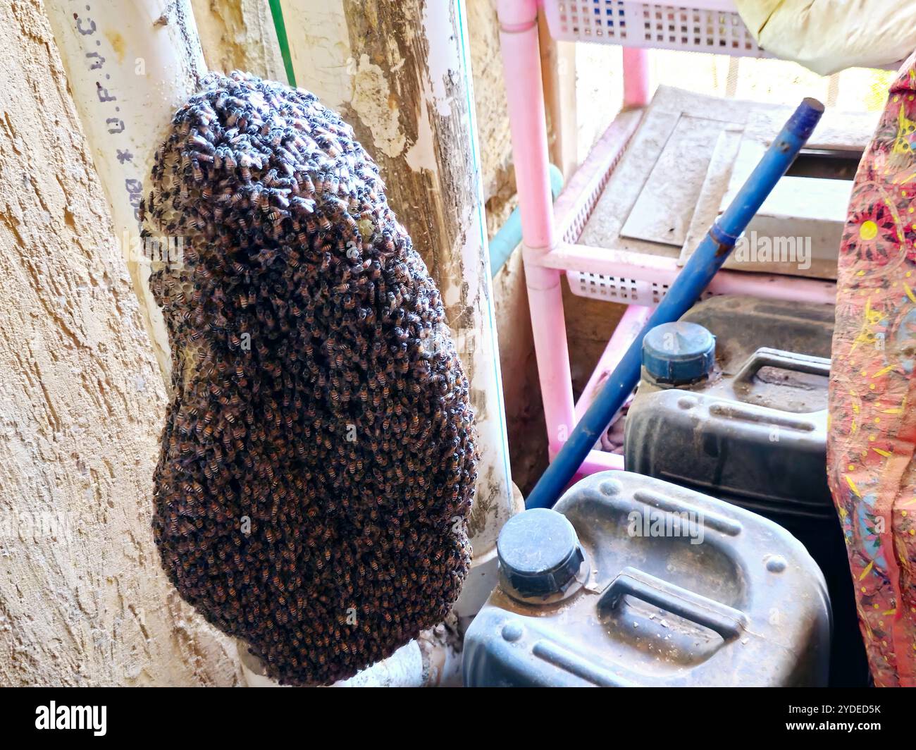 Cairo, Egypt, September 18 2024: small wild honey bees nest colony in a ...