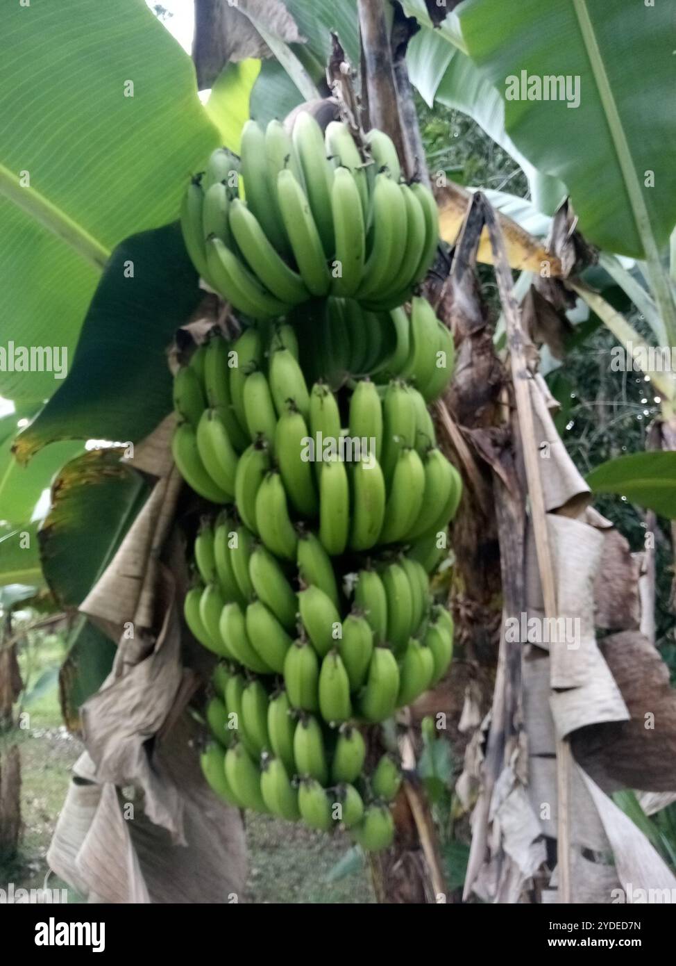 Cavendish banana (Musa acuminata Stock Photo - Alamy