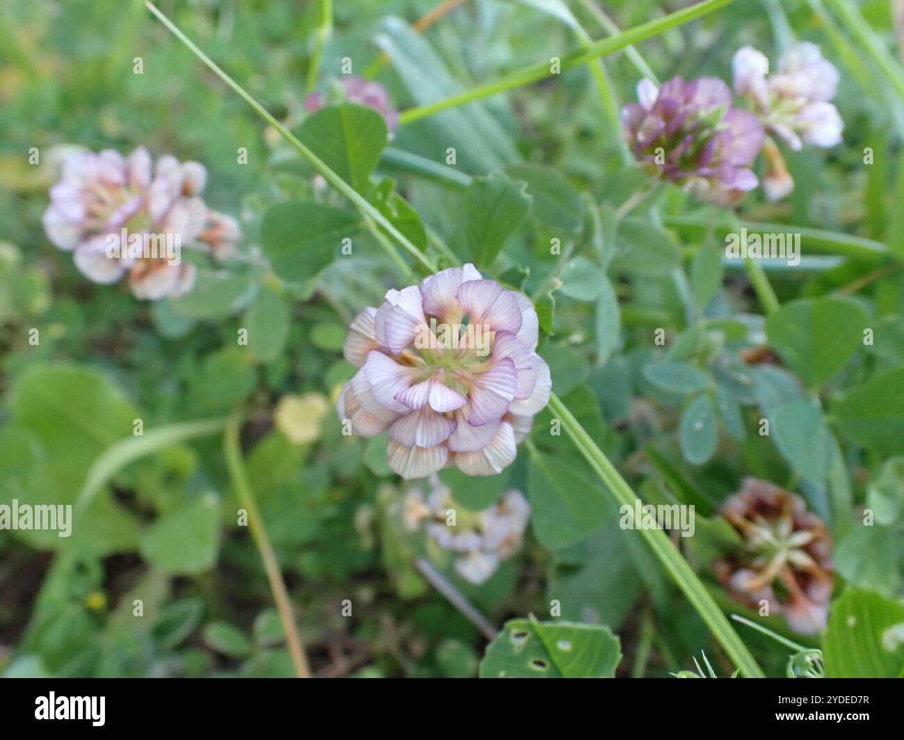 Large-flower Hop Clover (Trifolium grandiflorum Stock Photo - Alamy