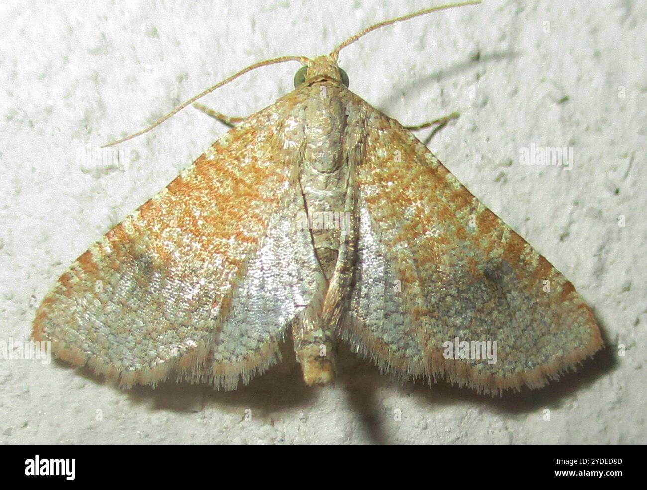 Rhodoneura hi-res stock photography and images - Alamy