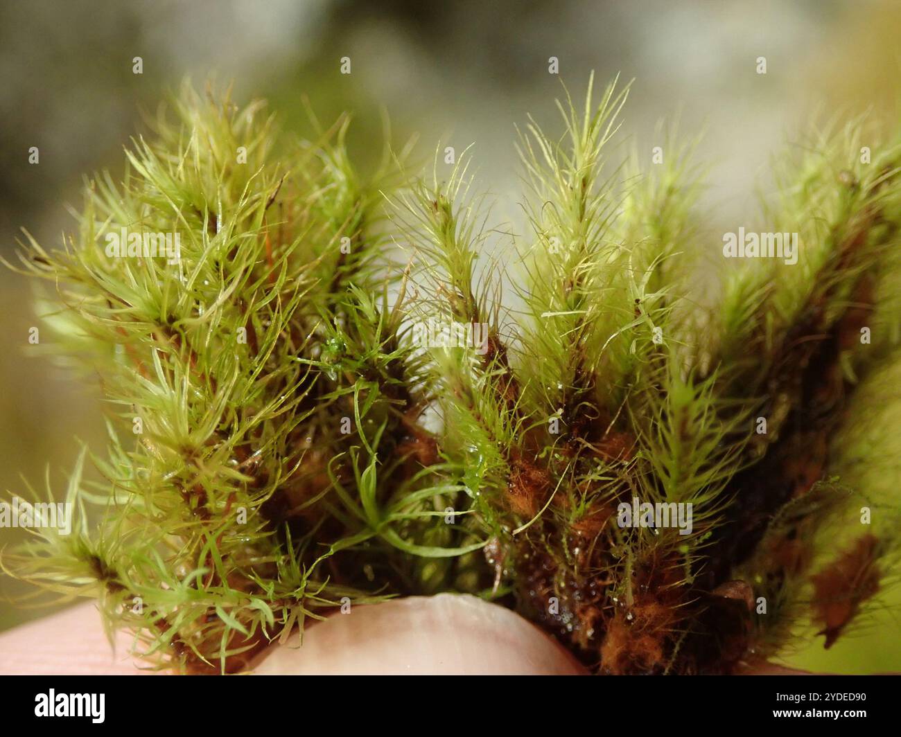 Common Apple-moss (Bartramia pomiformis Stock Photo - Alamy