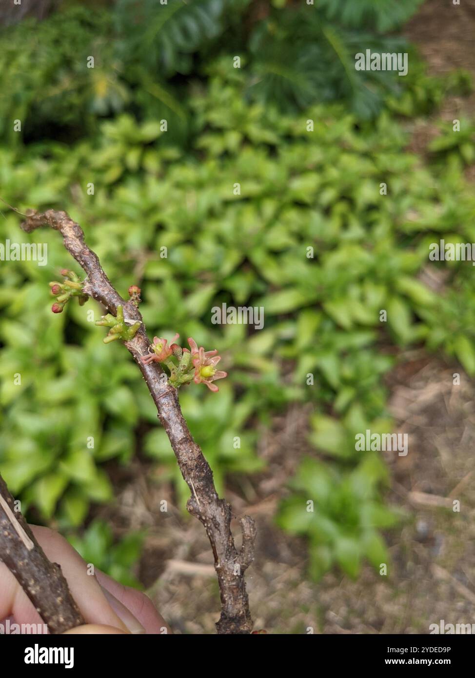 red mombin (Spondias purpurea Stock Photo - Alamy