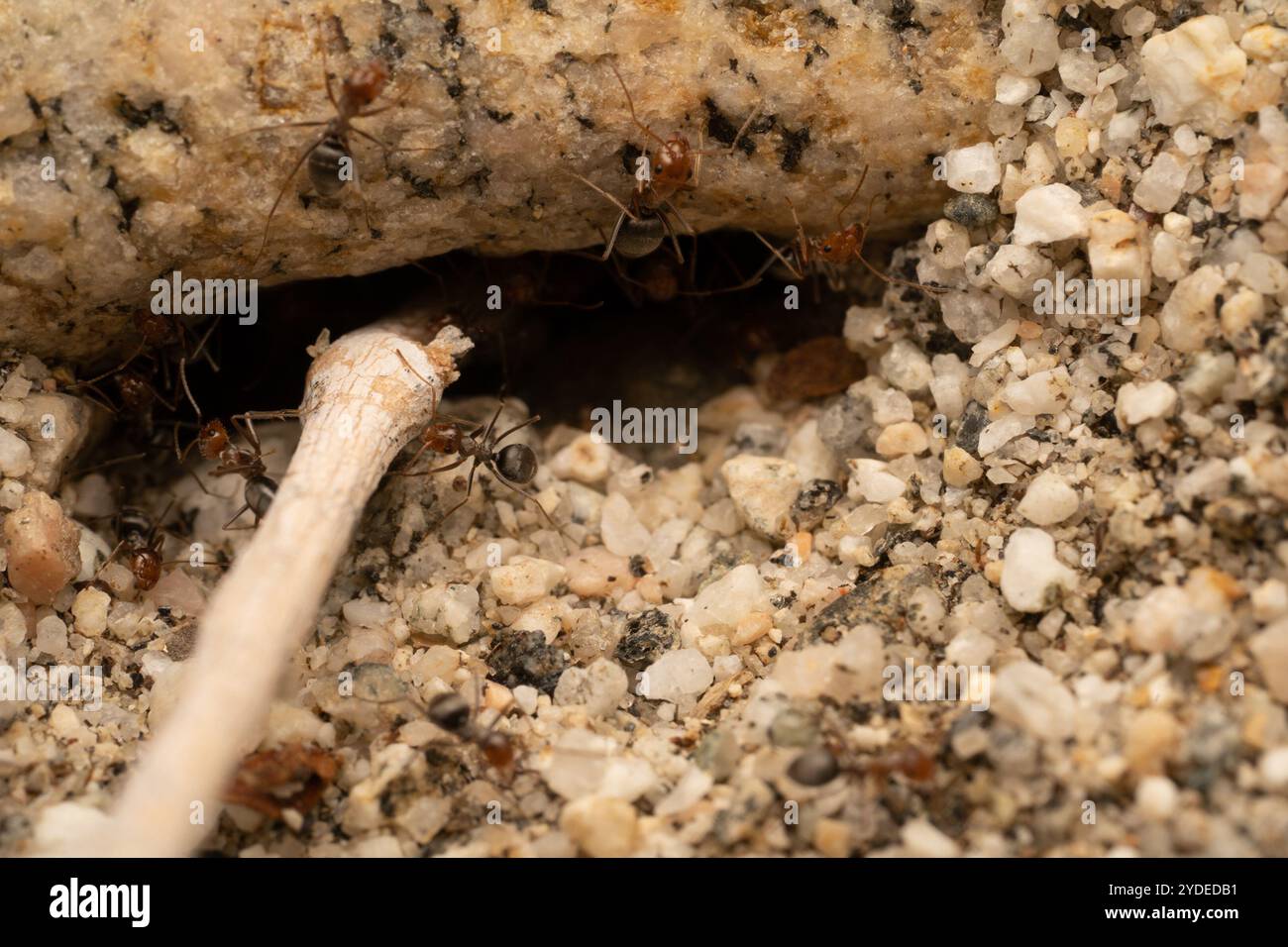 Mimicus-flaviceps-group Honeypot Ants (Myrmecocystus mimicus Stock ...