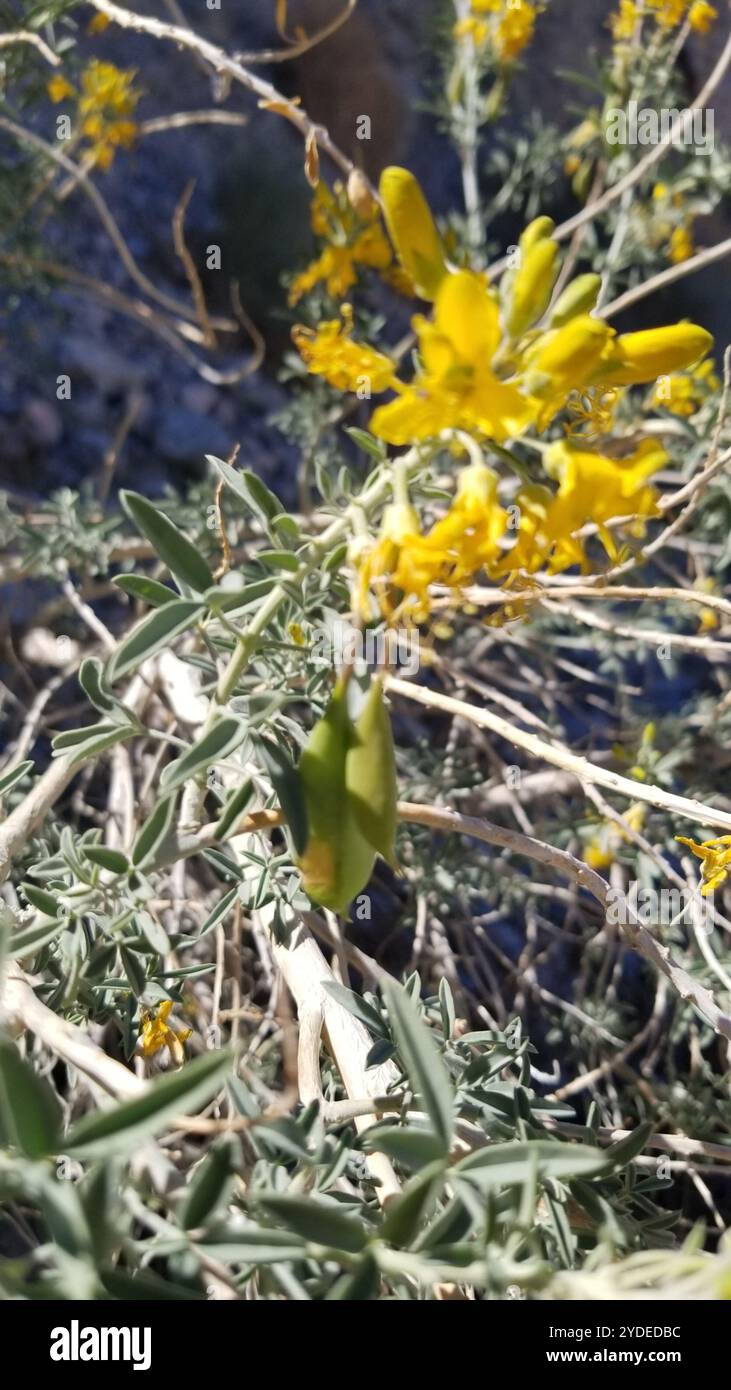 Bladderpod (Cleomella arborea Stock Photo - Alamy