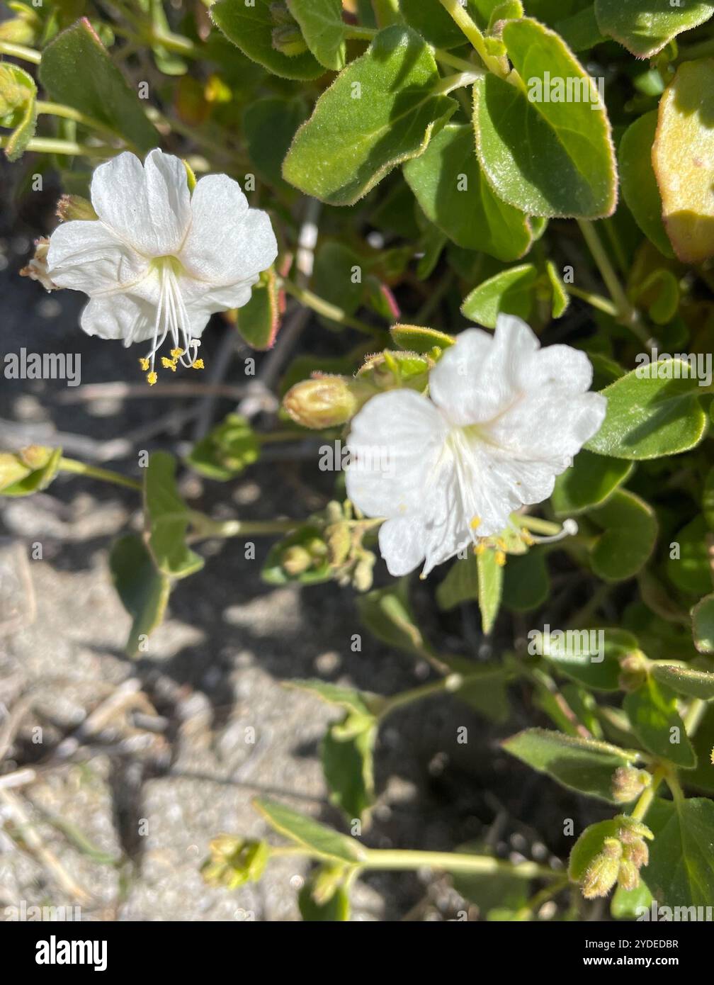 Wishbone Bush (Mirabilis laevis Stock Photo - Alamy