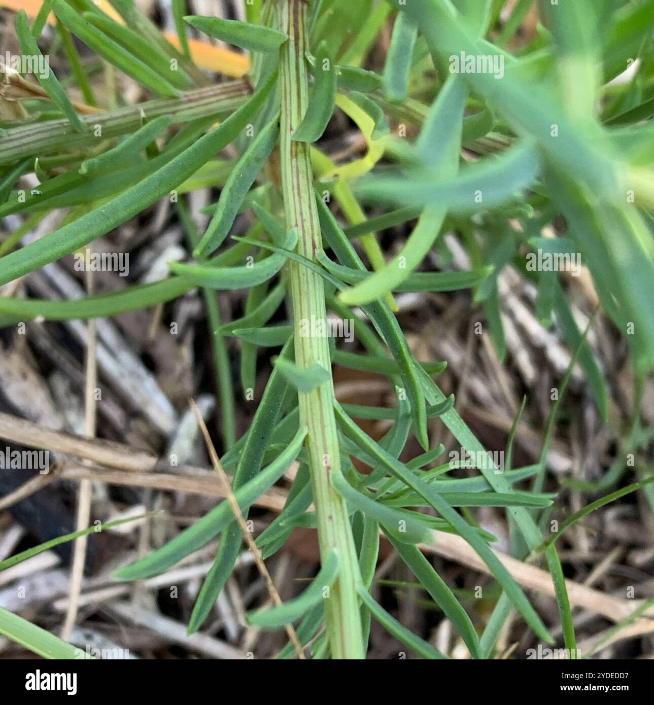 Annual Seepweed (Suaeda linearis Stock Photo - Alamy
