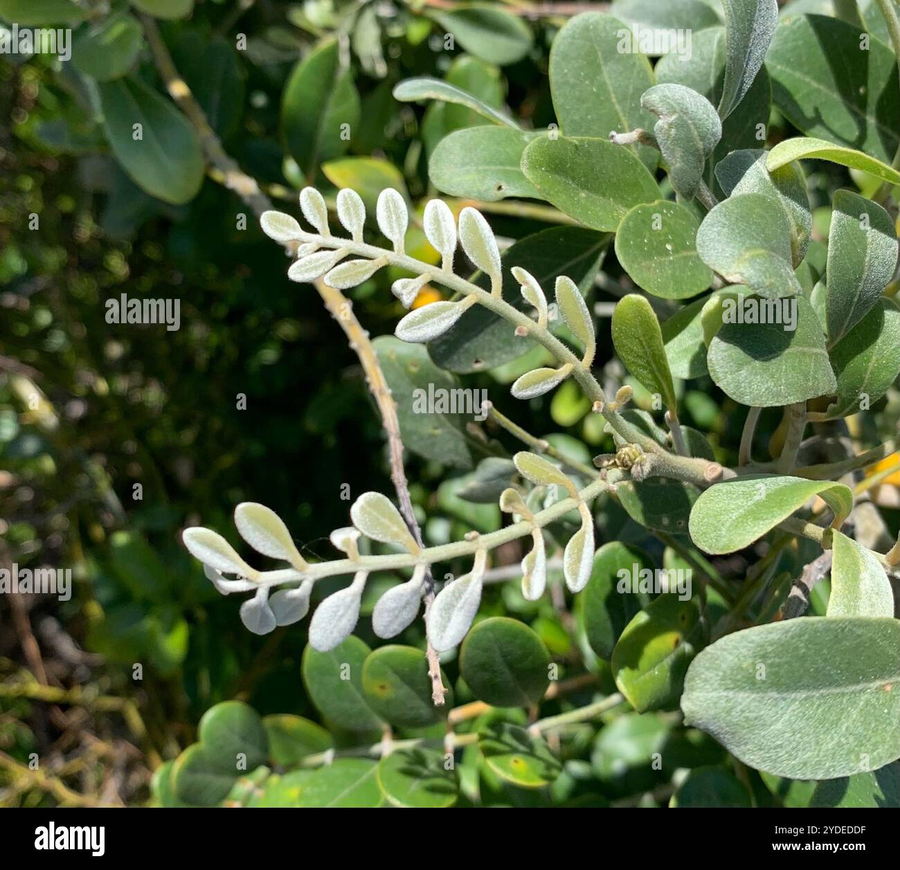Necklace pod (Sophora tomentosa Stock Photo - Alamy
