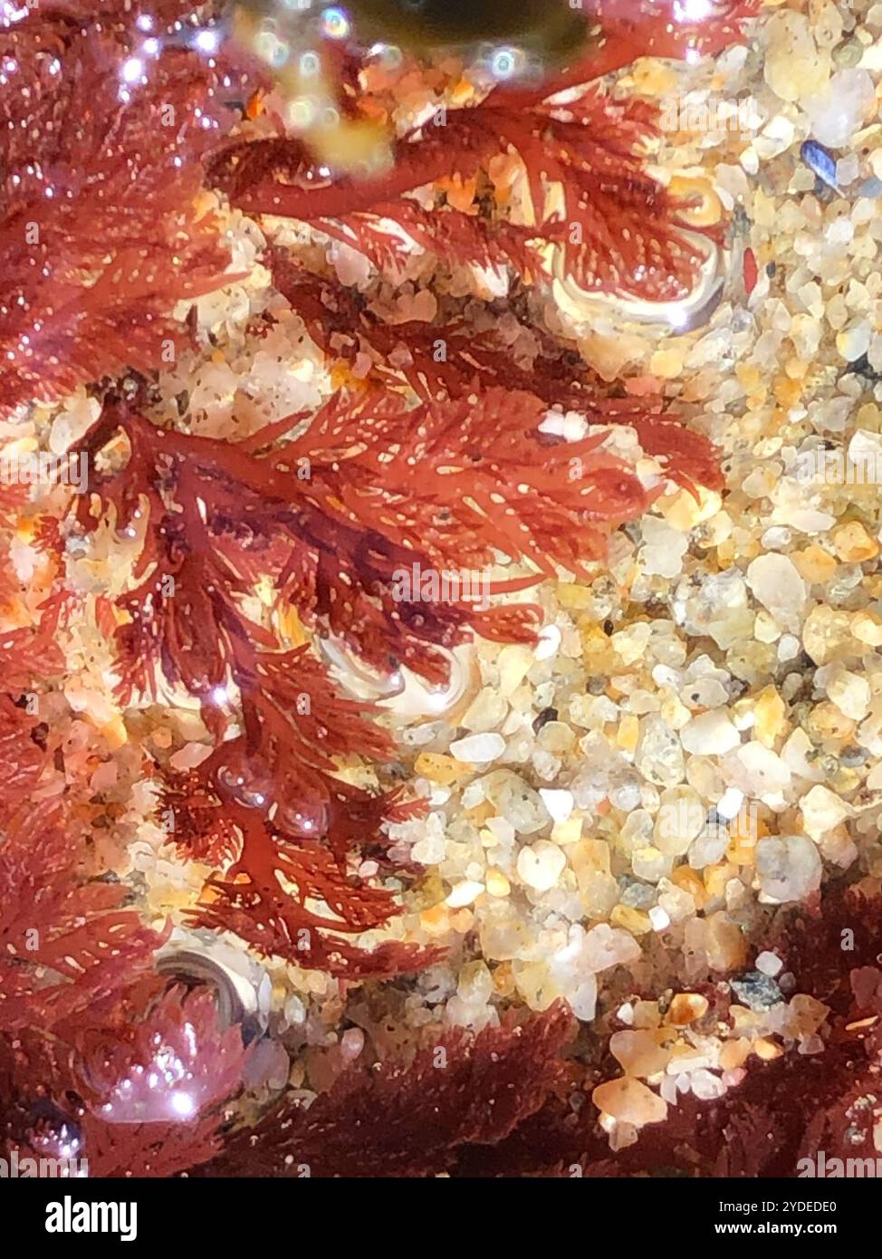 Sea Comb (Plocamium cartilagineum Stock Photo - Alamy