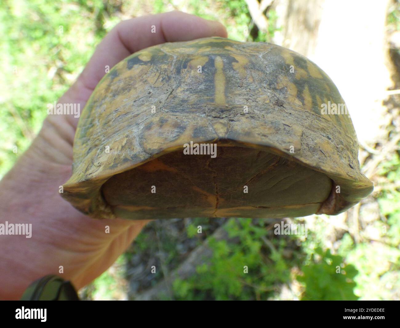 Eastern Box Turtle (Terrapene carolina carolina Stock Photo - Alamy