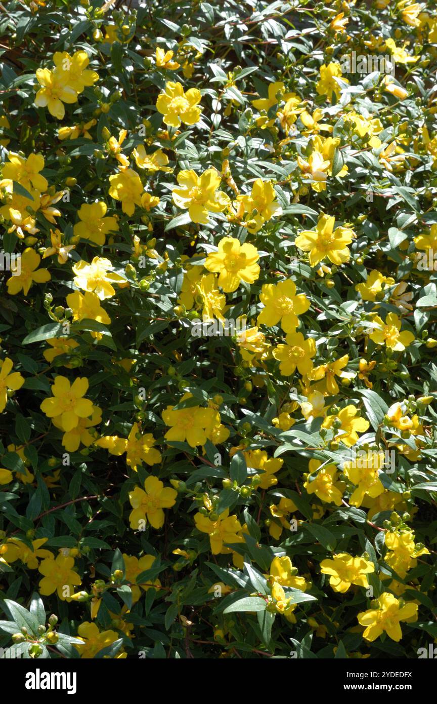 Japanese marigold flower (kerria japonica Stock Photo - Alamy